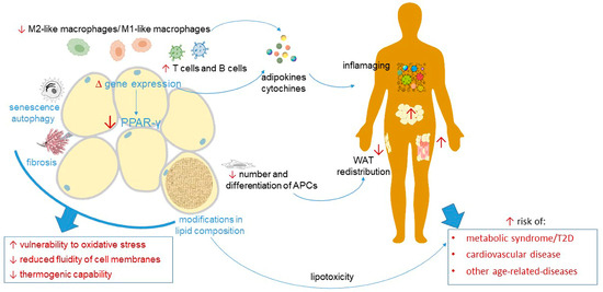 Impaired Remodeling of White Adipose Tissue in Obesity and Aging: From ...