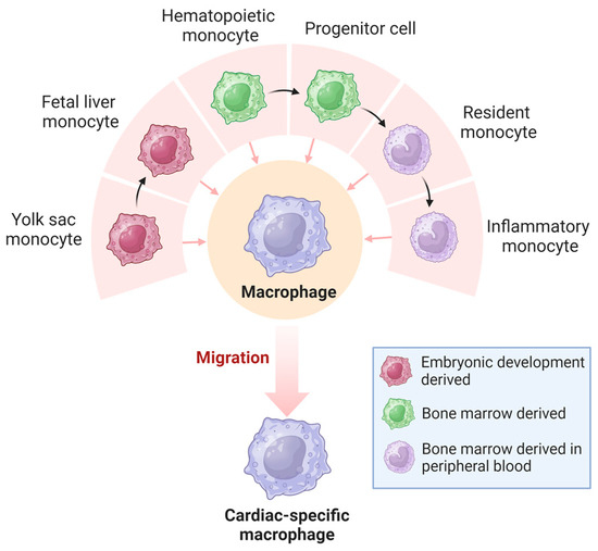 Targeting Interactions between Fibroblasts and Macrophages to Treat Cardiac Fibrosis