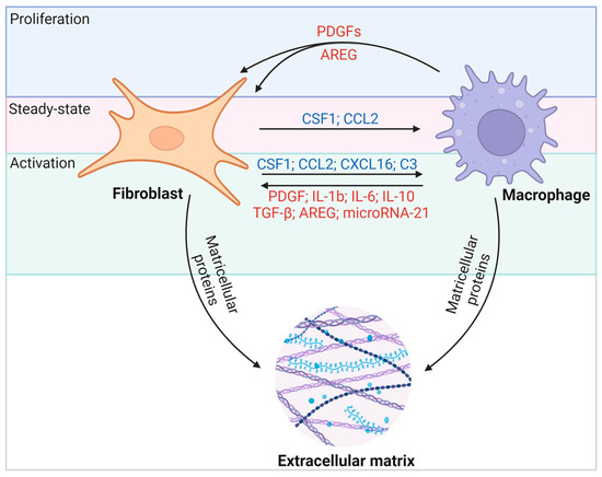Targeting Interactions between Fibroblasts and Macrophages to Treat Cardiac Fibrosis
