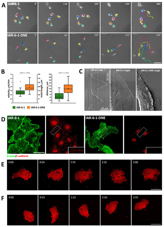 Actin Cytoskeleton Remodeling Accompanied by Redistribution of Adhesion ...