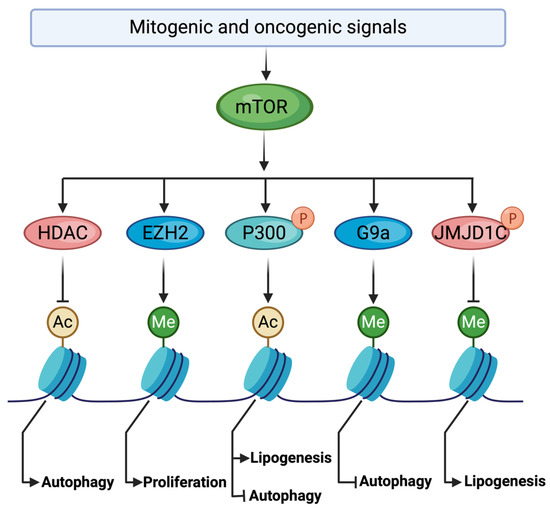 Nuclear mTOR Signaling Orchestrates Transcriptional Programs Underlying ...