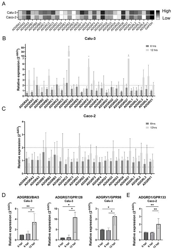 Upregulation of mRNA Expression of ADGRD1/GPR133 and ADGRG7/GPR128 in ...
