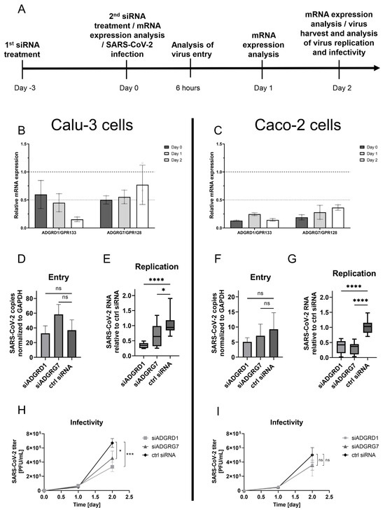 Cells | Free Full-Text | Upregulation of mRNA Expression of ADGRD1/GPR133 and ADGRG7/GPR128 in ...