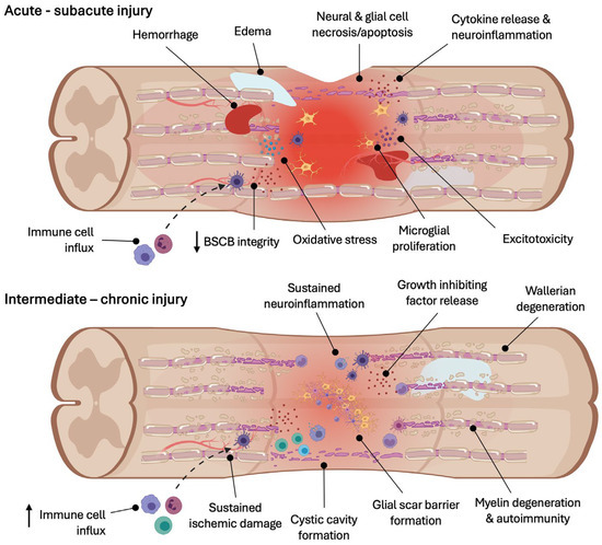 Molars to Medicine: A Focused Review on the Pre-Clinical Investigation ...
