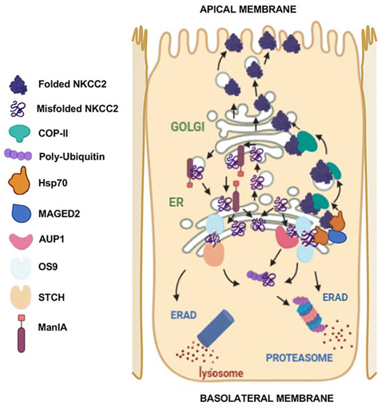 Protein Quality Control of NKCC2 in Bartter Syndrome and Blood Pressure ...