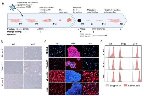 Induced Pluripotent Stem Cell-Derived Fibroblasts Efficiently Engage ...