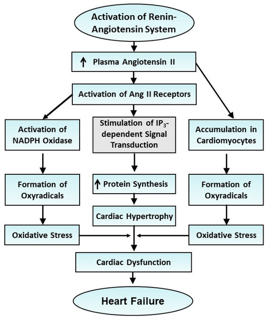 Role of Vasoactive Hormone-Induced Signal Transduction in Cardiac ...