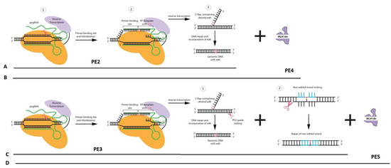 Prime Editing and DNA Repair System: Balancing Efficiency with Safety