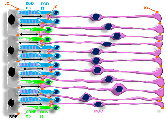 Cells | Free Full-Text | Retinoid Synthesis Regulation by Retinal Cells ...