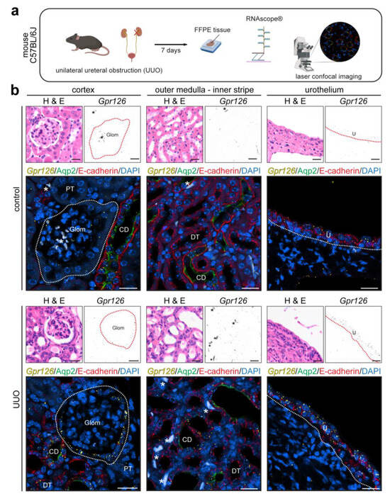 Adhesion G Protein-Coupled Receptor Gpr126 (Adgrg6) Expression ...