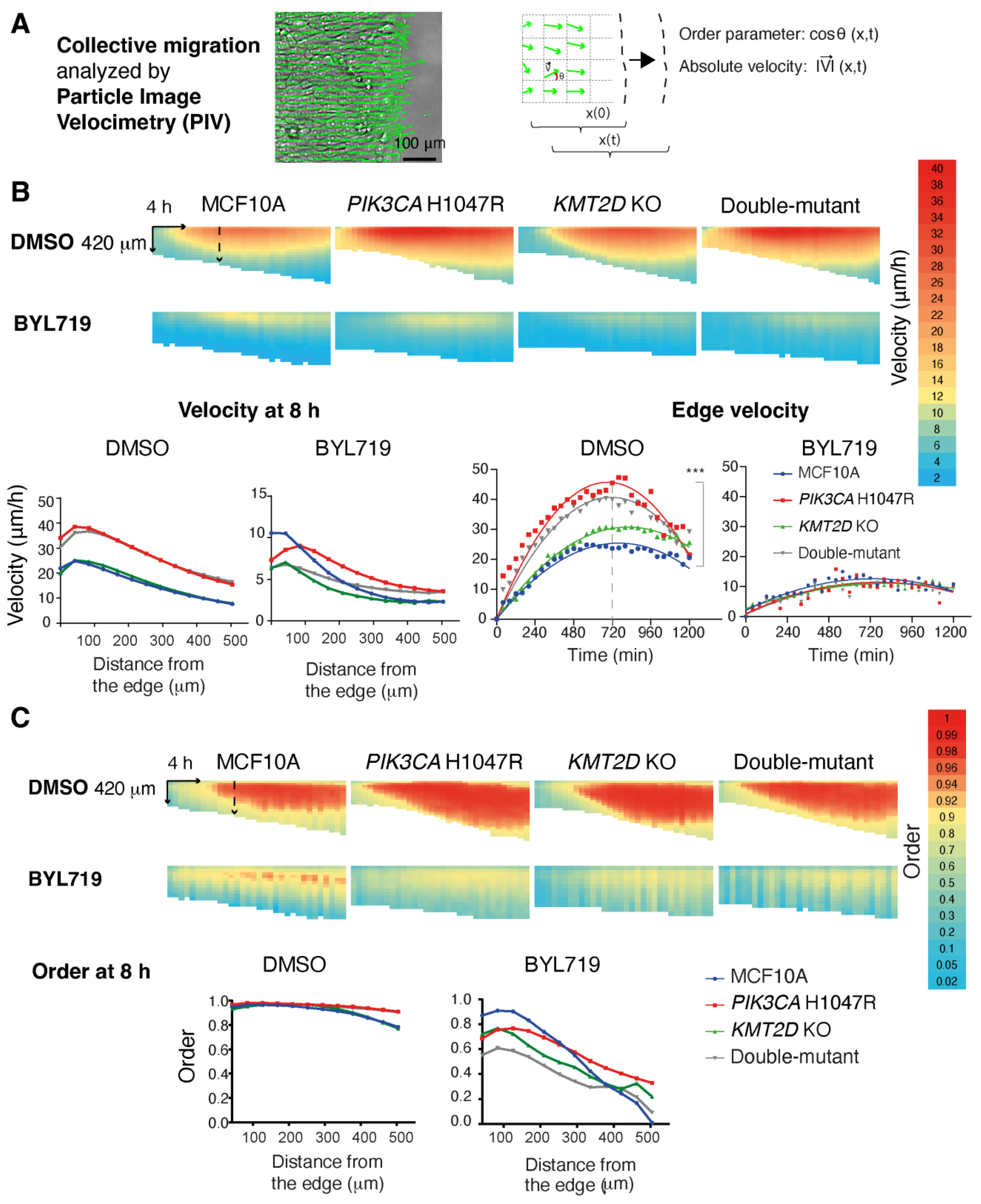 PI 3-Kinase and the Histone Methyl-Transferase KMT2D Collaborate to ...