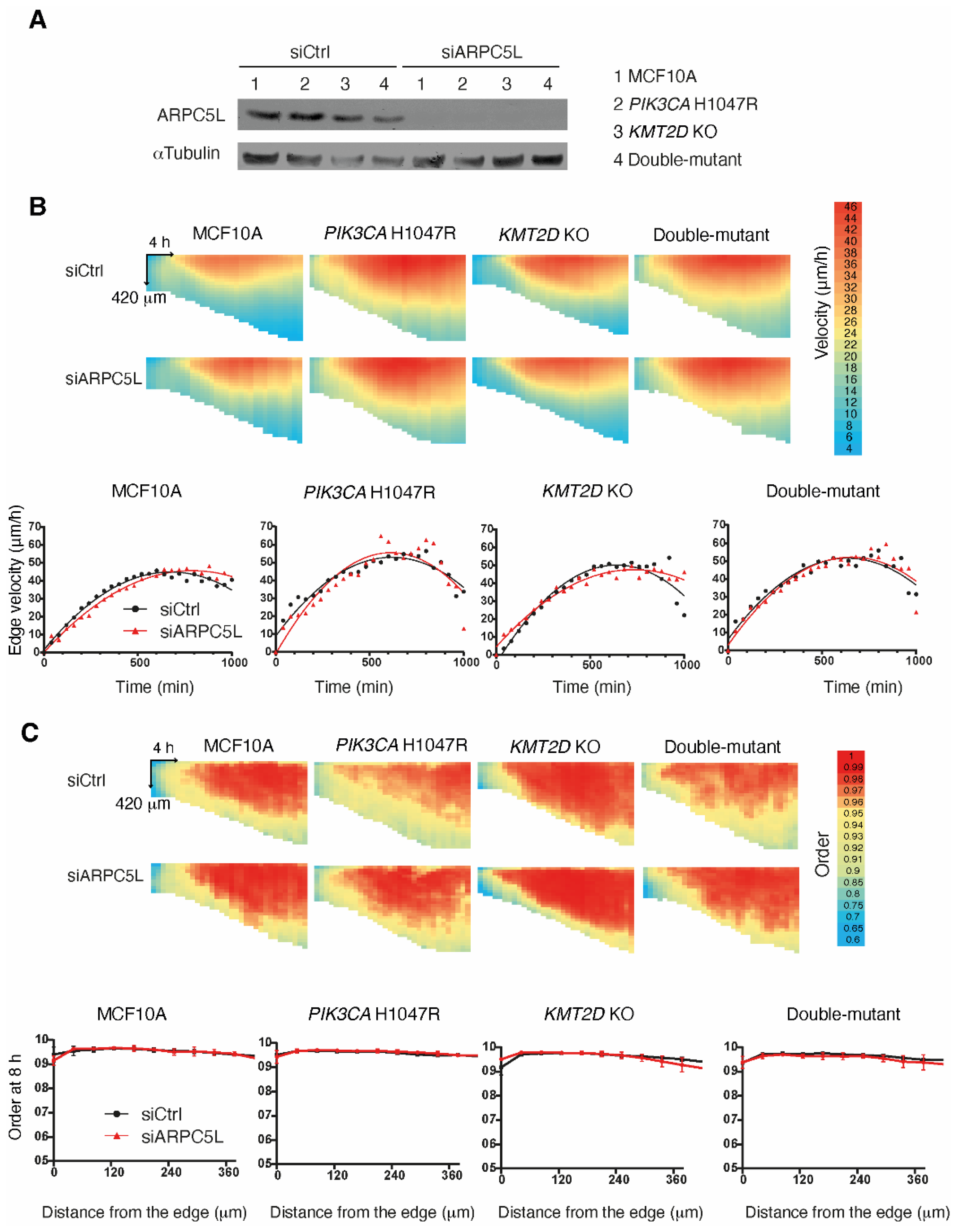 PI 3-Kinase and the Histone Methyl-Transferase KMT2D Collaborate to ...