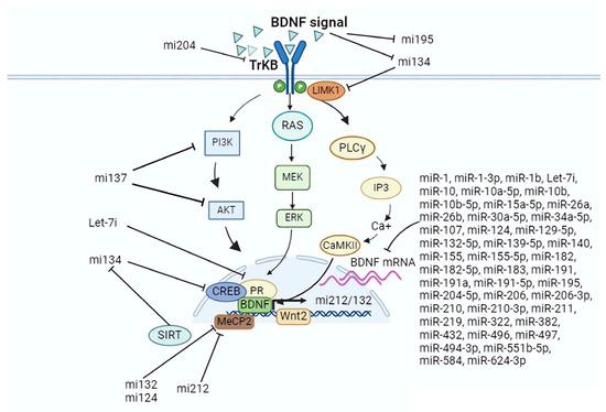 BDNF Modulation by microRNAs: An Update on the Experimental Evidence