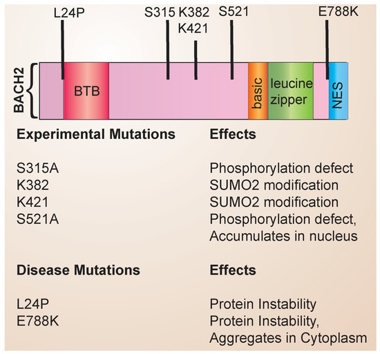 BACH2: The Future of Induced T-Regulatory Cell Therapies