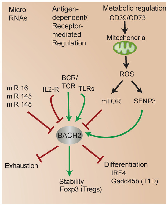 BACH2: The Future of Induced T-Regulatory Cell Therapies