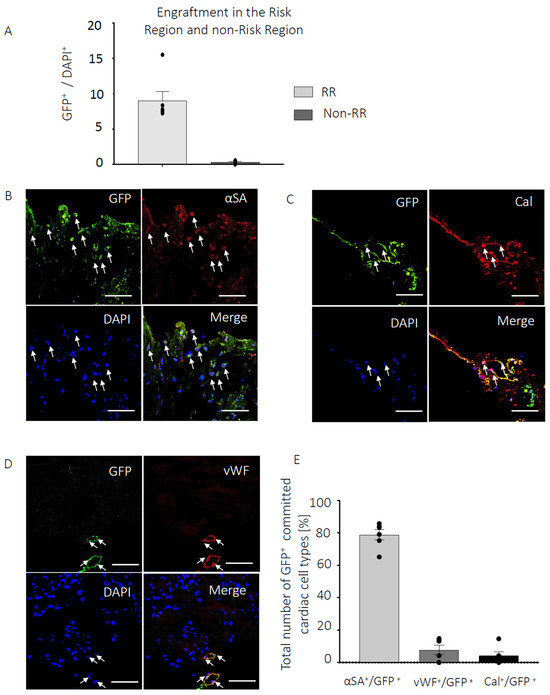 Correction: Ruchaya et al. Transplantation of Skeletal Muscle-Derived ...
