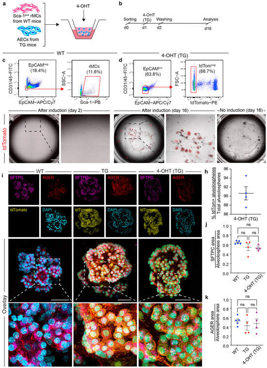 An Optimized Protocol for the Generation of Alveolospheres from Wild ...