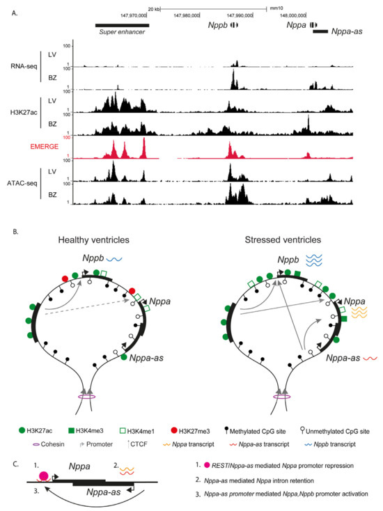 The Impact of Natriuretic Peptides on Heart Development, Homeostasis ...