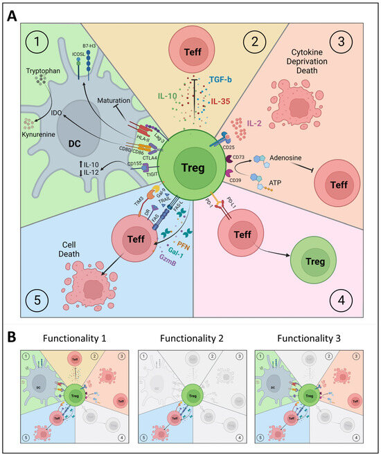 Defining Human Regulatory T Cells beyond FOXP3: The Need to Combine ...