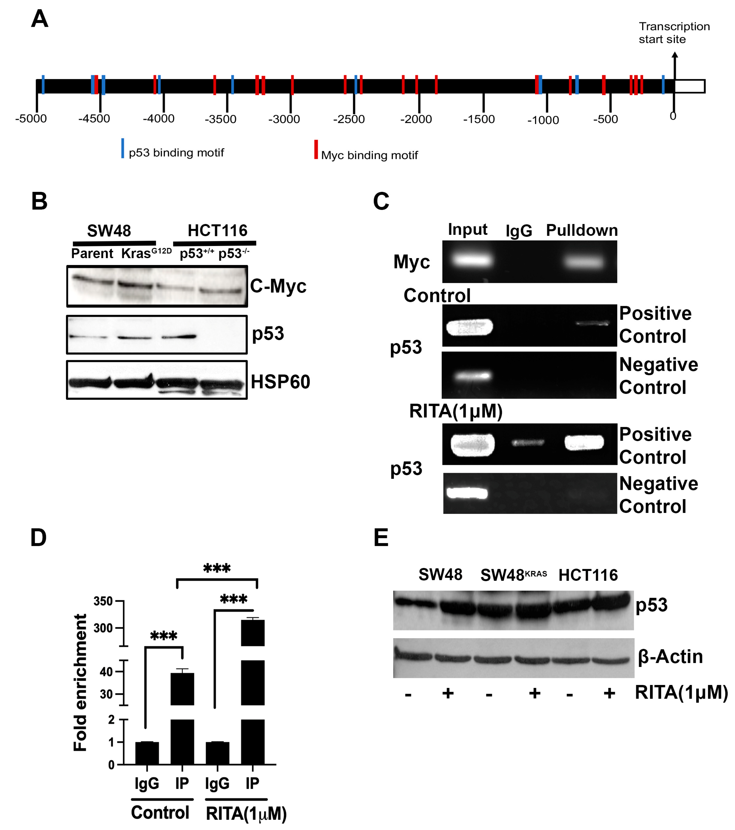 Impact of Oncogenic Changes in p53 and KRAS on Macropinocytosis and Ferroptosis in Colon Cancer ...