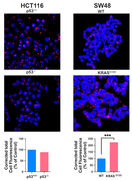 Impact of Oncogenic Changes in p53 and KRAS on Macropinocytosis and ...