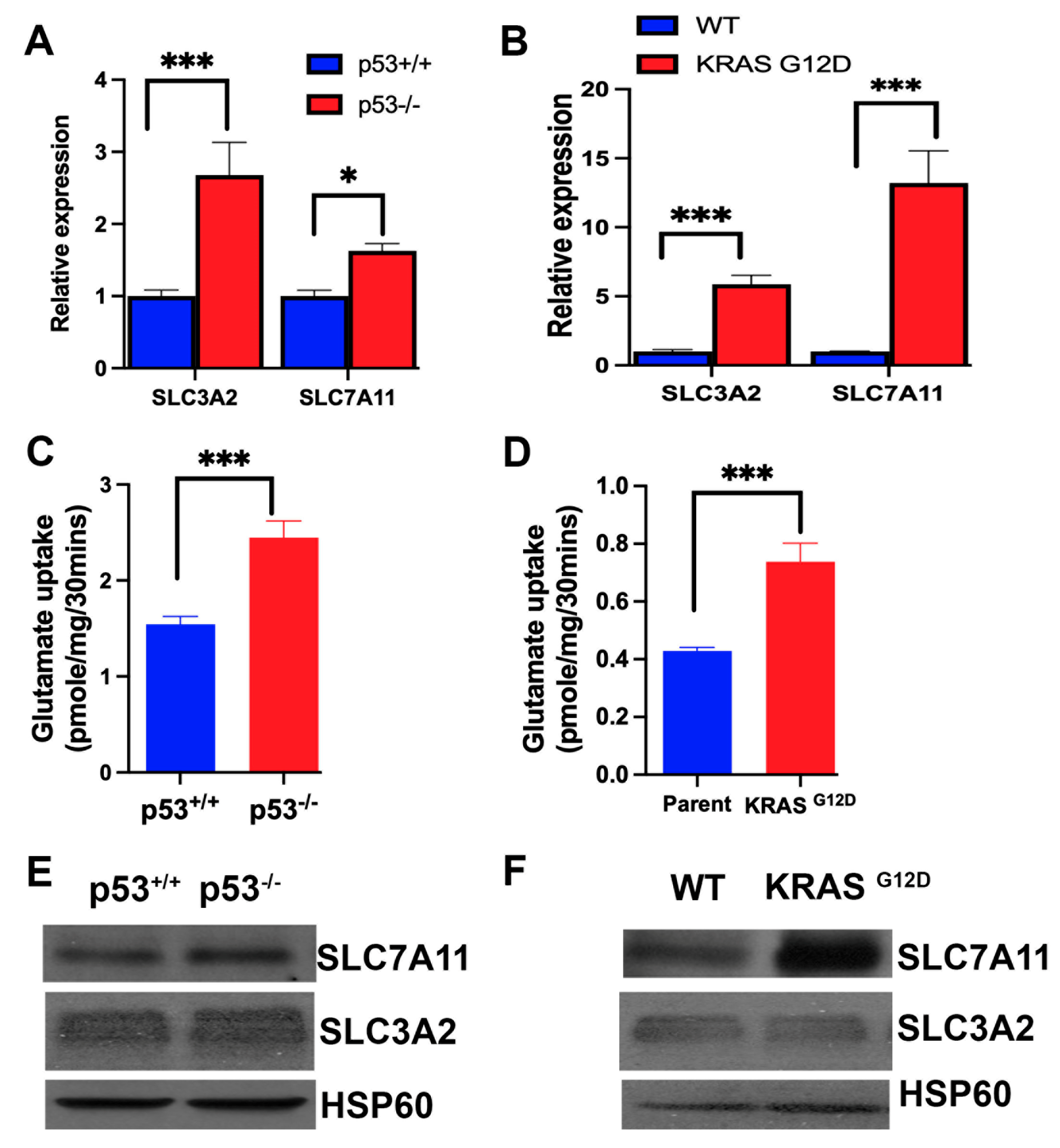 Impact of Oncogenic Changes in p53 and KRAS on Macropinocytosis and Ferroptosis in Colon Cancer ...