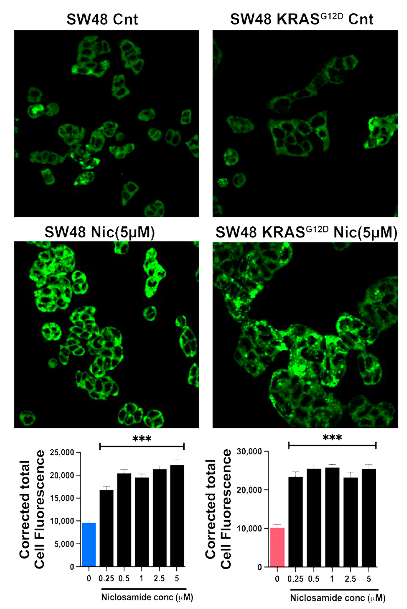 Impact of Oncogenic Changes in p53 and KRAS on Macropinocytosis and Ferroptosis in Colon Cancer ...
