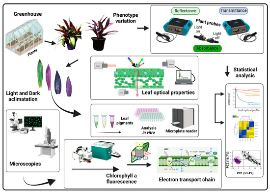 Hyperspectral and Chlorophyll Fluorescence Analyses of Comparative Leaf ...