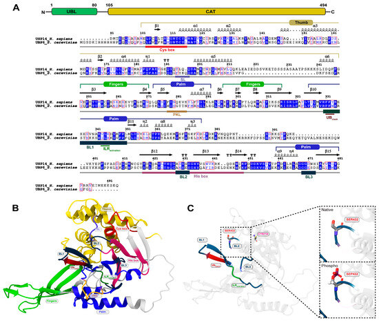 Structural Dynamics Analysis of USP14 Activation by AKT-Mediated ...
