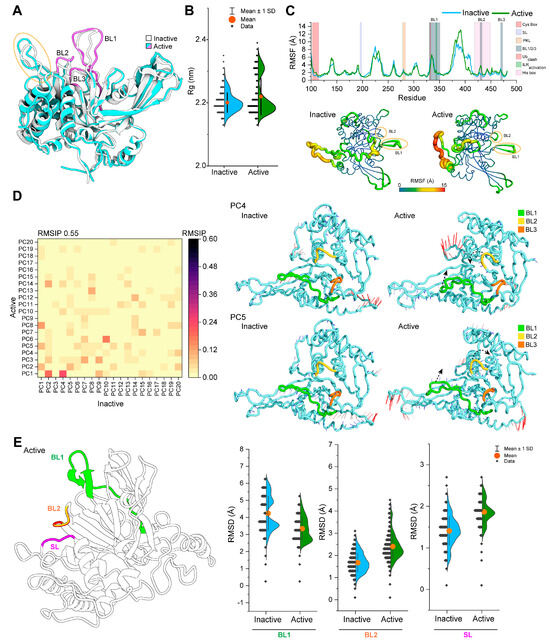 Structural Dynamics Analysis of USP14 Activation by AKT-Mediated ...