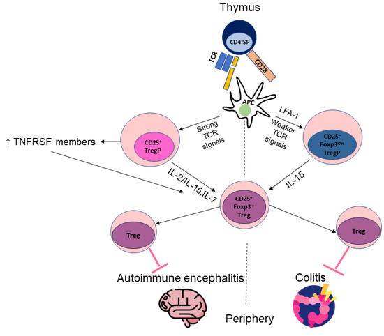 Many Faces of Regulatory T Cells: Heterogeneity or Plasticity?