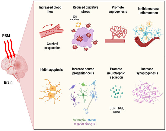 Photobiomodulation Therapy on Brain: Pioneering an Innovative Approach ...