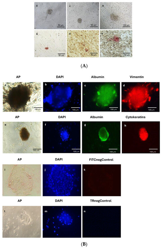 Hypoxia Increases the Efficiencies of Cellular Reprogramming and Oncogenic Transformation in ...