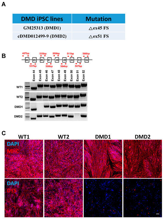 A Novel CRISPR-Cas9 Strategy to Target DYSTROPHIN Mutations Downstream ...