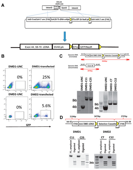 Cells | Free Full-Text | A Novel CRISPR-Cas9 Strategy to Target ...