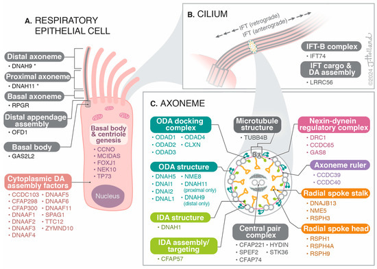 Primary Ciliary Dyskinesia: A Clinical Review