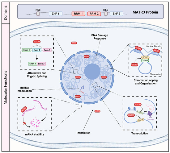 MATR3’s Role beyond the Nuclear Matrix: From Gene Regulation to Its ...