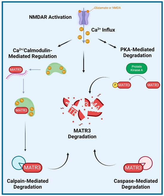 MATR3’s Role beyond the Nuclear Matrix: From Gene Regulation to Its ...