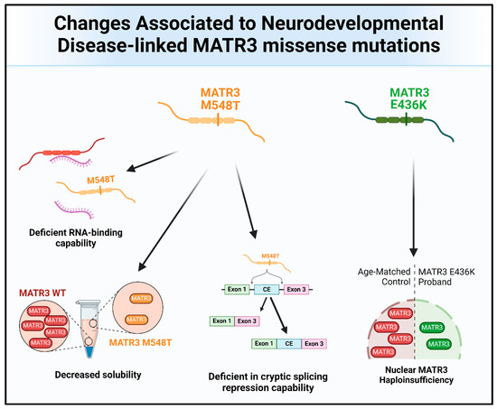MATR3’s Role beyond the Nuclear Matrix: From Gene Regulation to Its ...