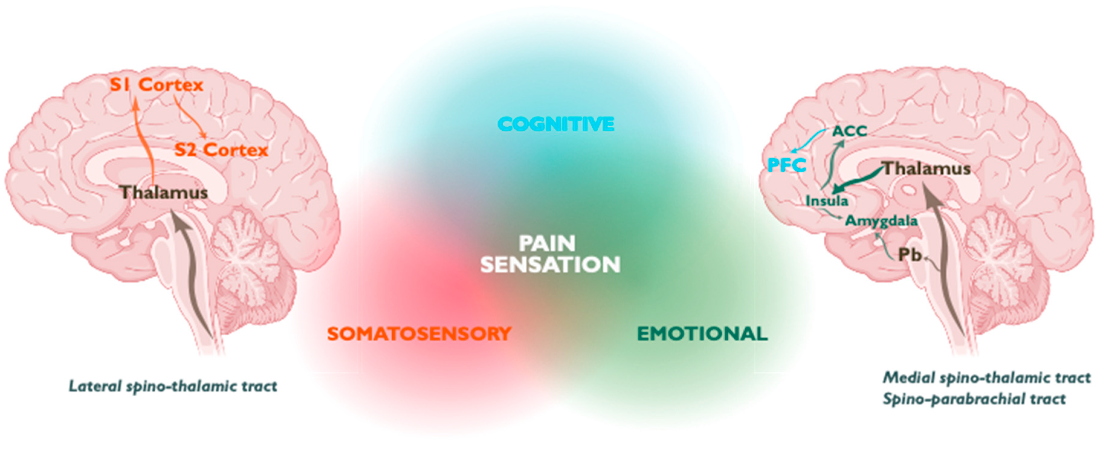 Anterior Cingulate Cortex