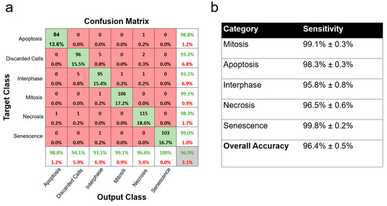 D-MAINS: A Deep-Learning Model for the Label-Free Detection of Mitosis, Apoptosis, Interphase ...