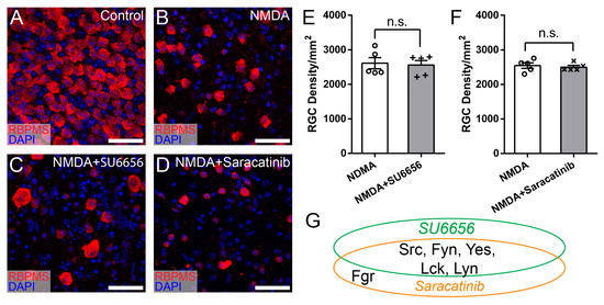 Cells | Free Full-Text | CD3ζ-Mediated Signaling Protects Retinal ...
