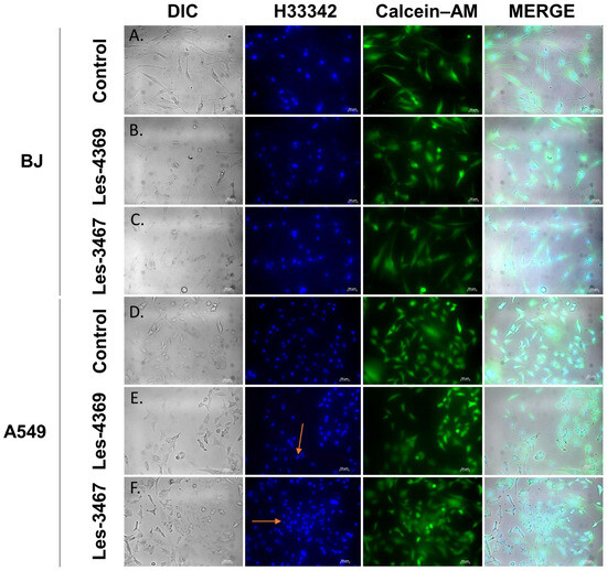 Cells | Free Full-Text | Role of 4-Thiazolidinone–Pyrazoline/Indoline ...