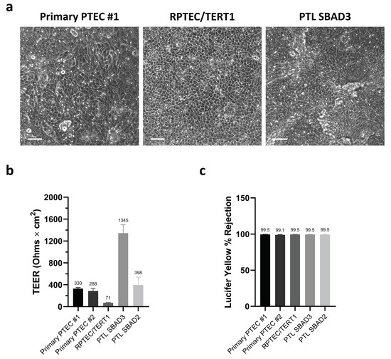 Cells | Free Full-Text | Characterization of Organic Anion and Cation Transport in Three Human ...