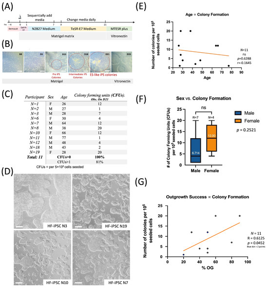 Cells | Free Full-Text | Efficient Generation of Pancreatic Progenitor ...