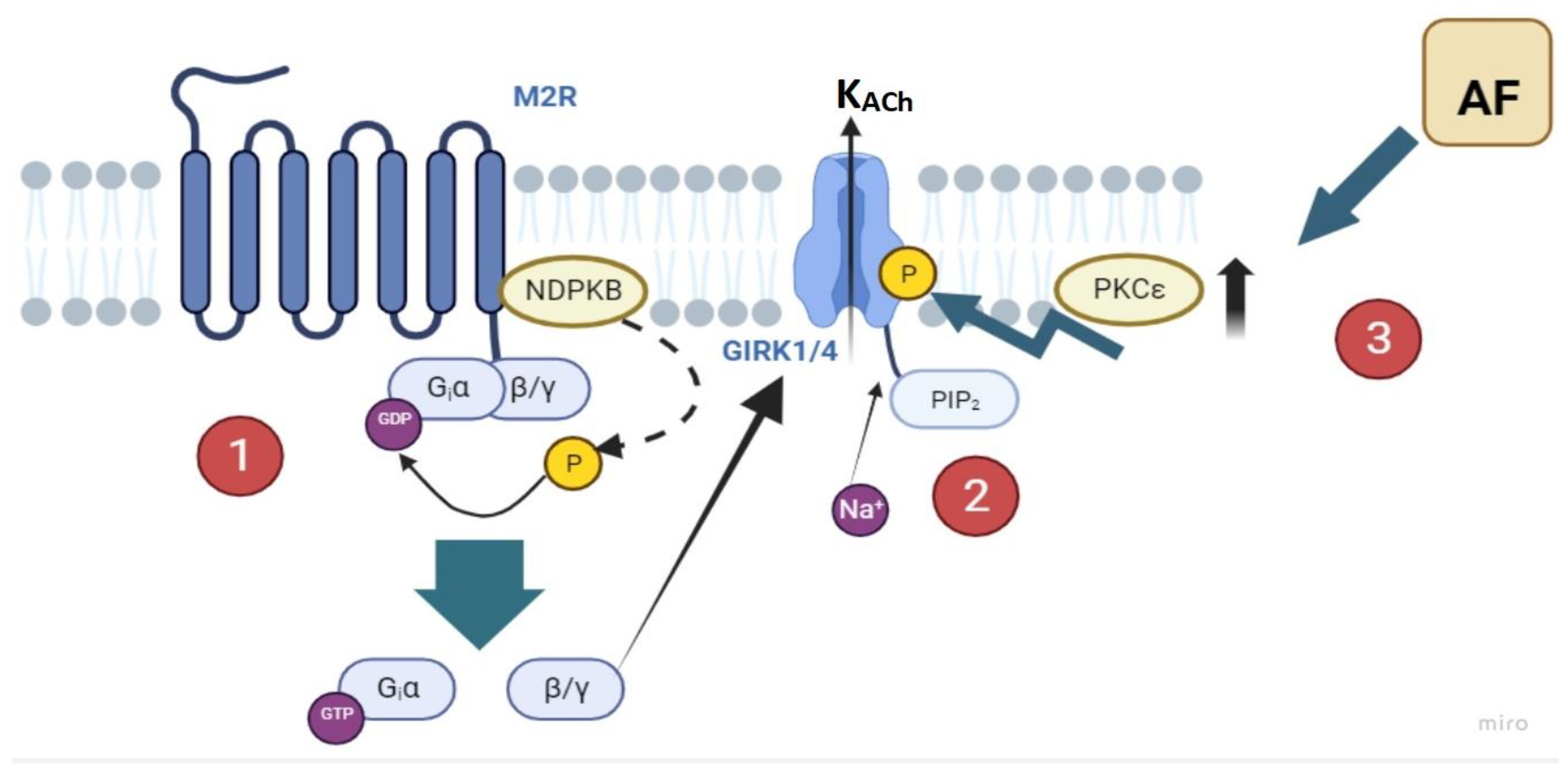 Cells | Free Full-Text | The Role of KACh Channels in Atrial Fibrillation