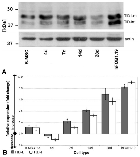 Analysis of the TID-I and TID-L Splice Variants’ Expression Profile ...