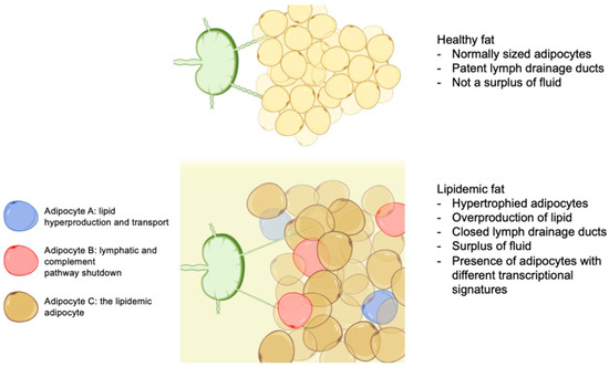 Preliminary Single-Cell RNA-Sequencing Analysis Uncovers Adipocyte ...