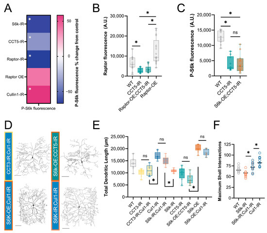 CCT and Cullin1 Regulate the TORC1 Pathway to Promote Dendritic ...