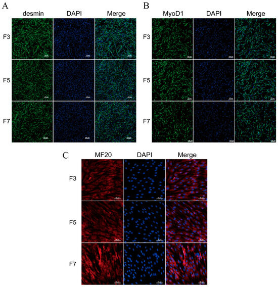 Integrated ATAC-seq and RNA-seq Analysis of In Vitro Cultured Skeletal ...
